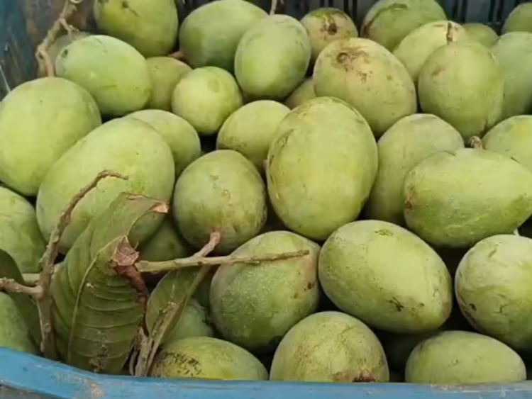 UP’s Mango Scene: 11 varieties you shouldn’t miss this summer - Knocksense